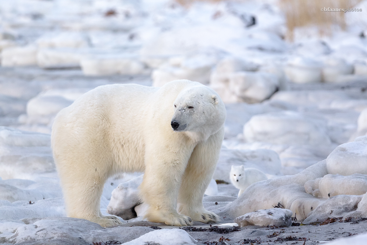 Enciclopedia degli animali: volpe artica – Panda Club WWF