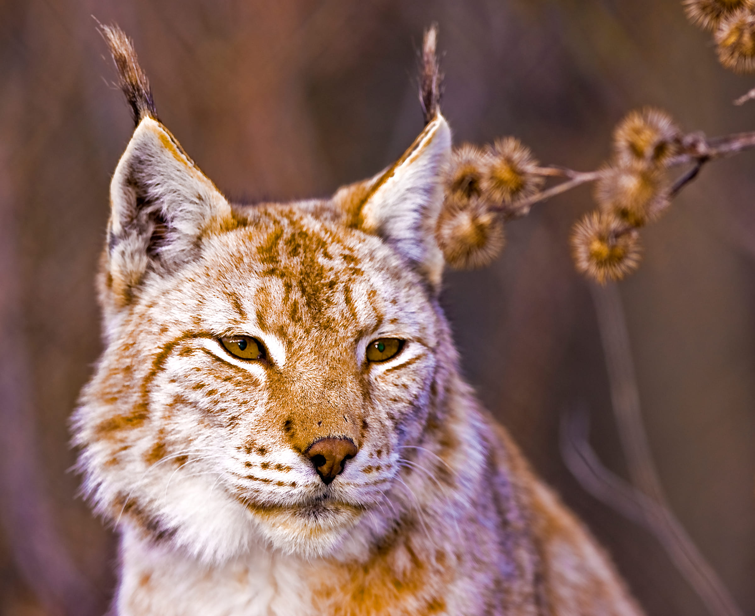 Tierlexikon: Luchs – WWF Panda Clu