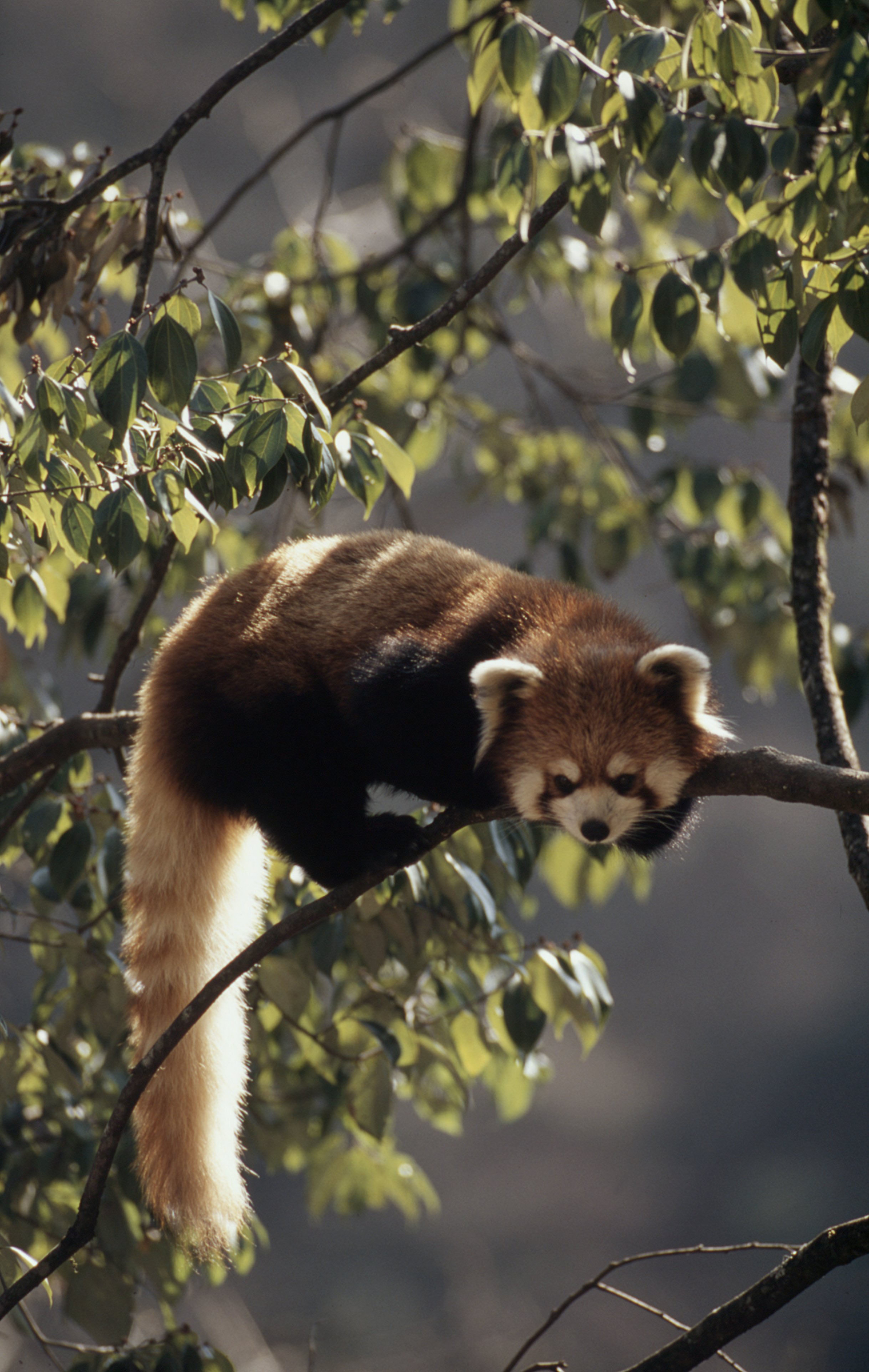 Tierlexikon: Roter Panda – WWF Panda Club