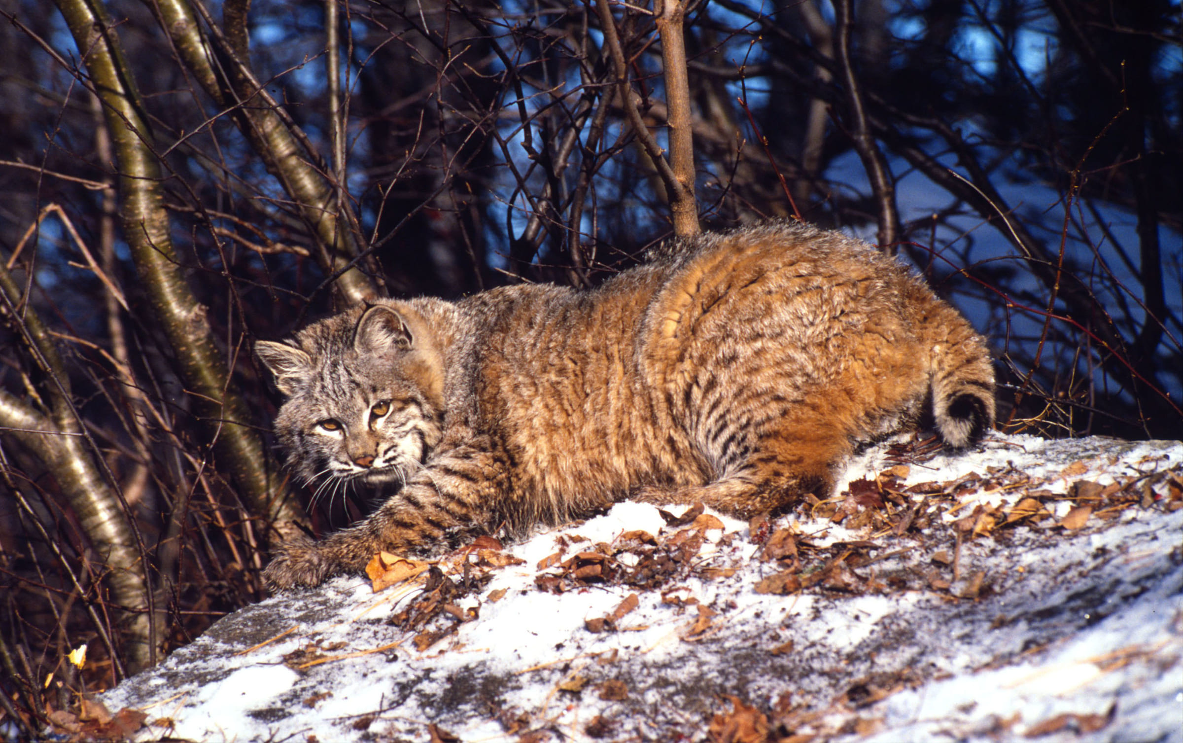 Tierlexikon: Luchs – WWF Panda Clu