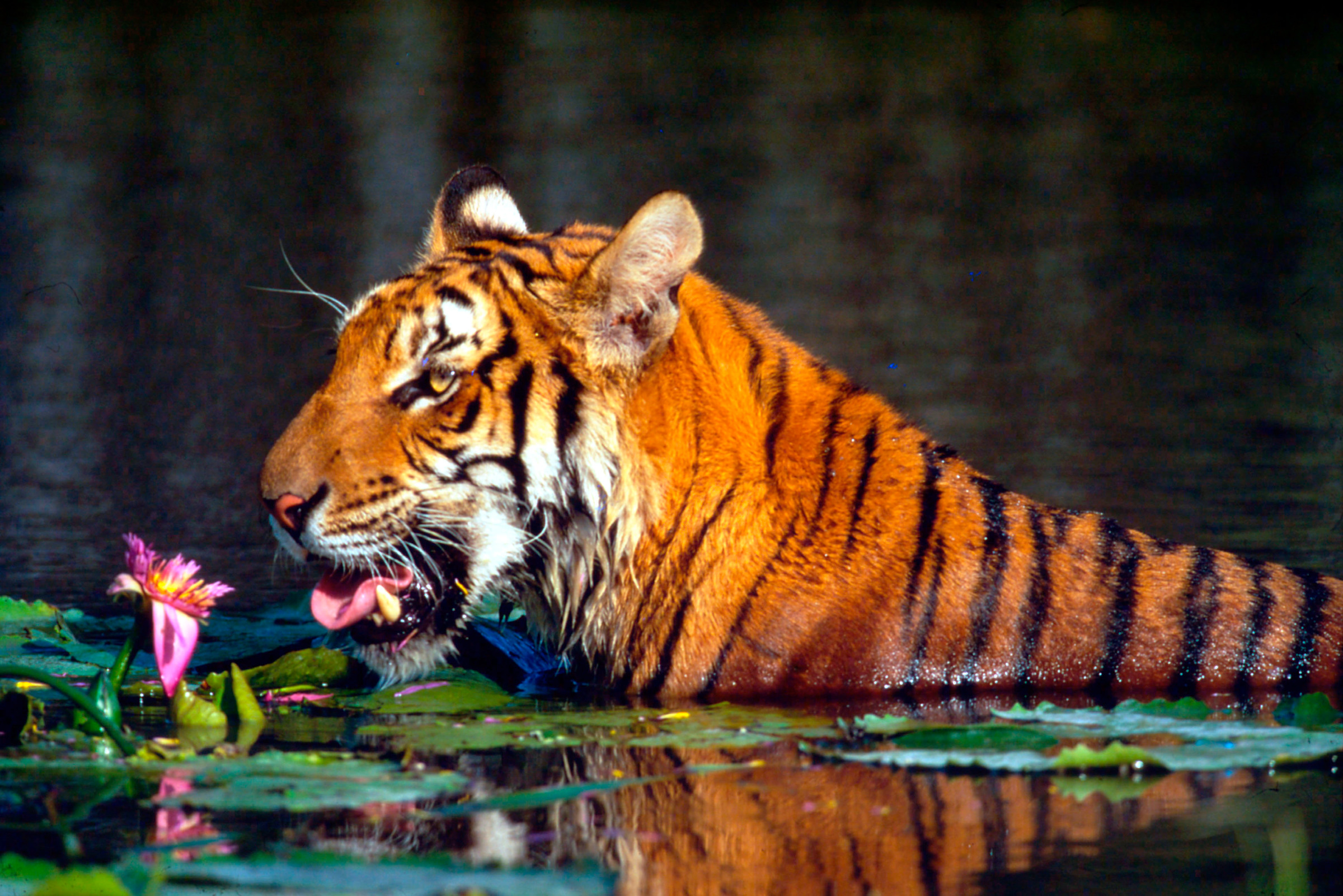 Tierlexikon: Tiger – WWF Panda Club