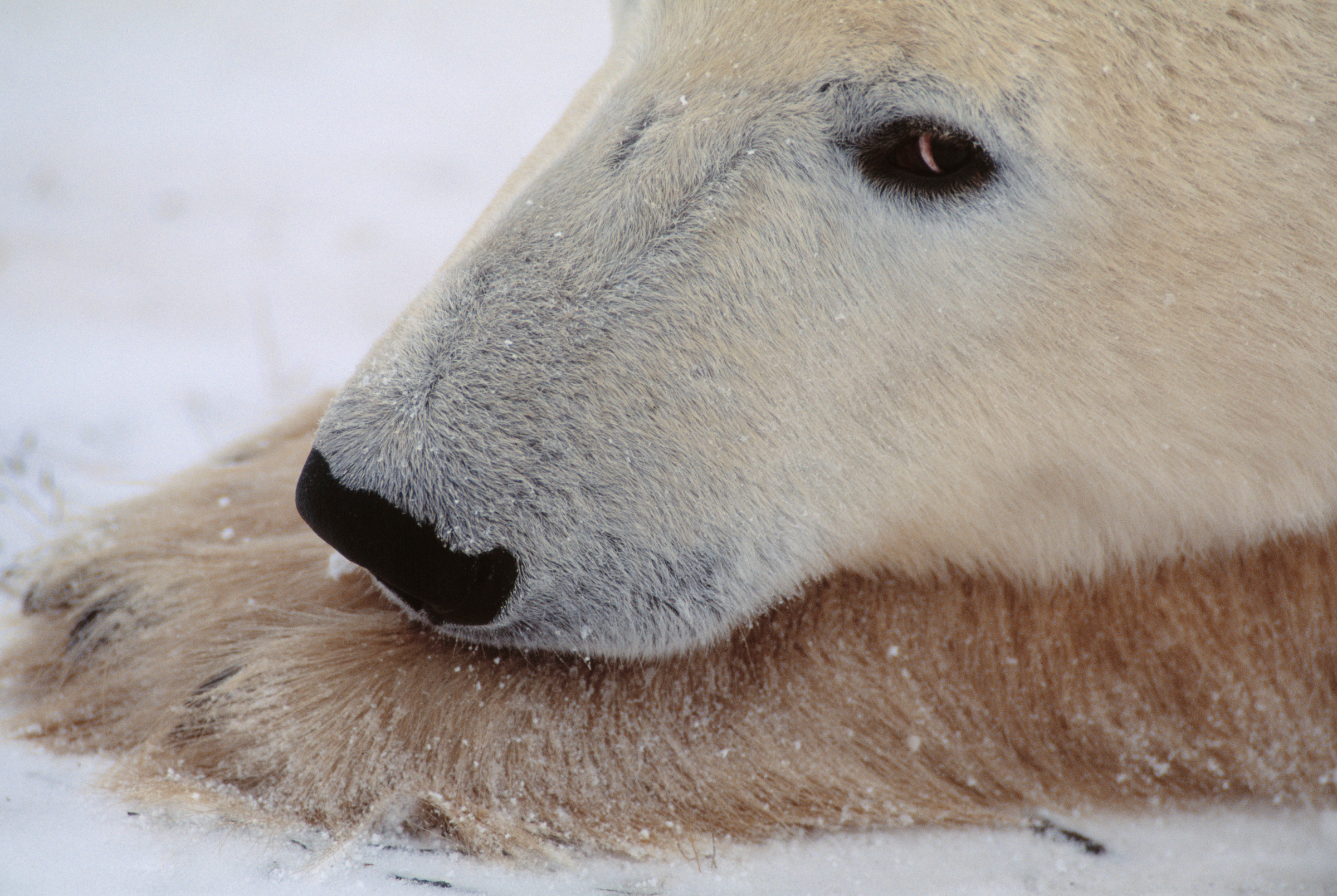 Enciclopedia degli animali: orso polare – Panda Club WWF