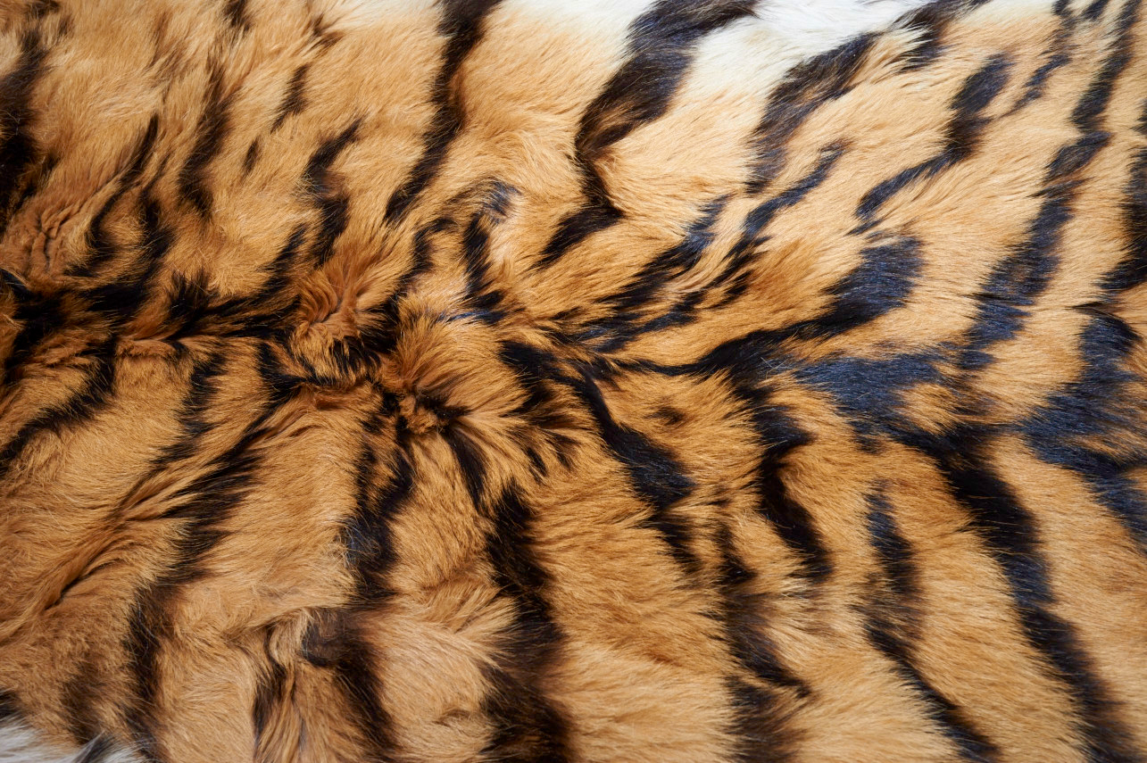 Tierlexikon: Tiger – WWF Panda Club