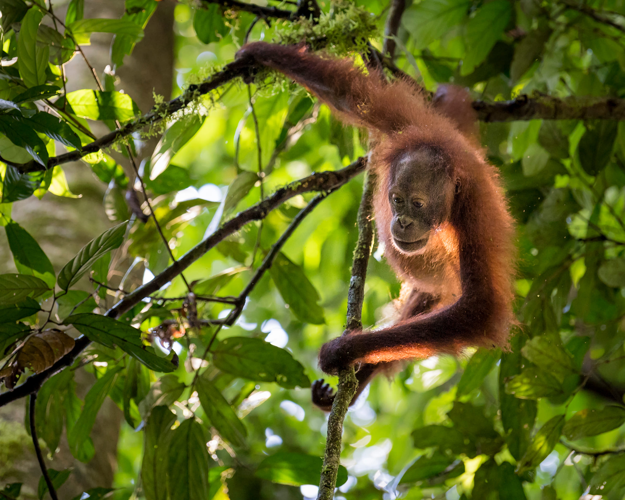 Tierlexikon: Orang-Utan – WWF Panda Club