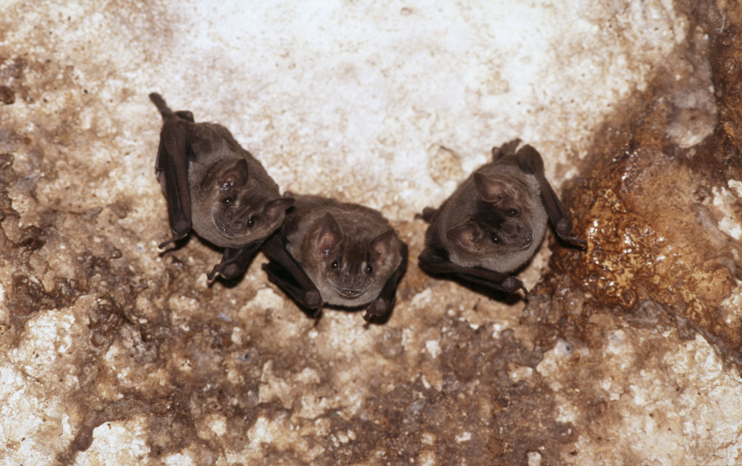 Quiz für Kinder über Fledermäuse - WWF - Panda Club