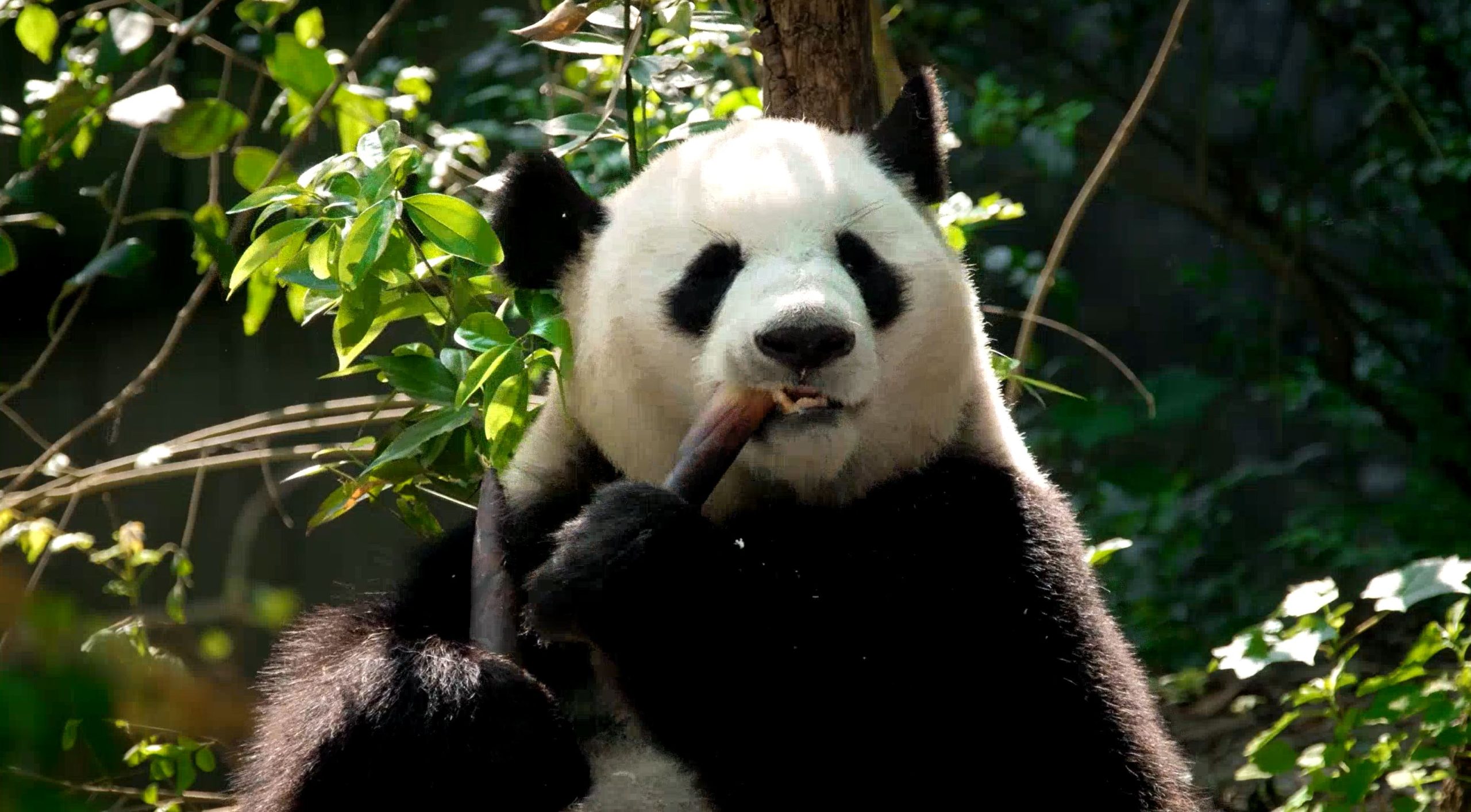 Gratismagazin bestellen - WWF - Panda Club