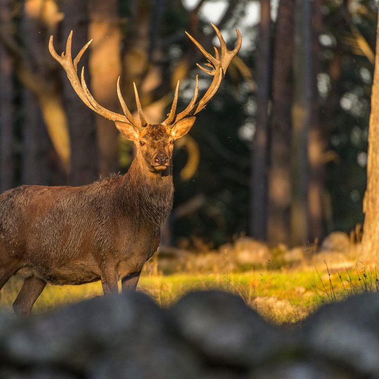 Cervo - WWF - Panda Club