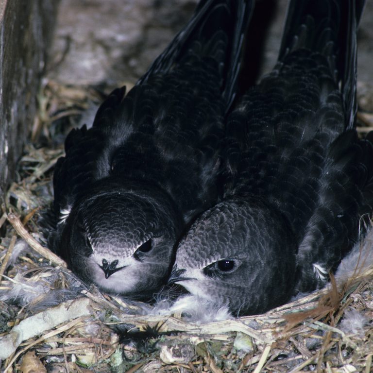 Enciclopedia degli animali: Rondone comune - WWF - Panda Club