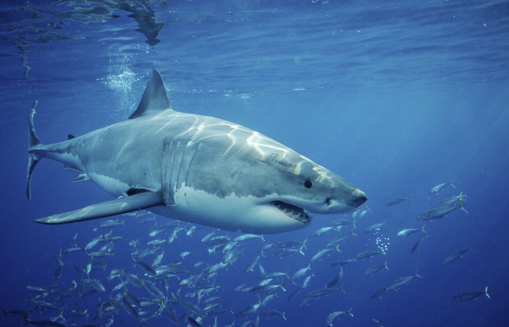 Découvre différentes espèces de requins - WWF - Panda Club