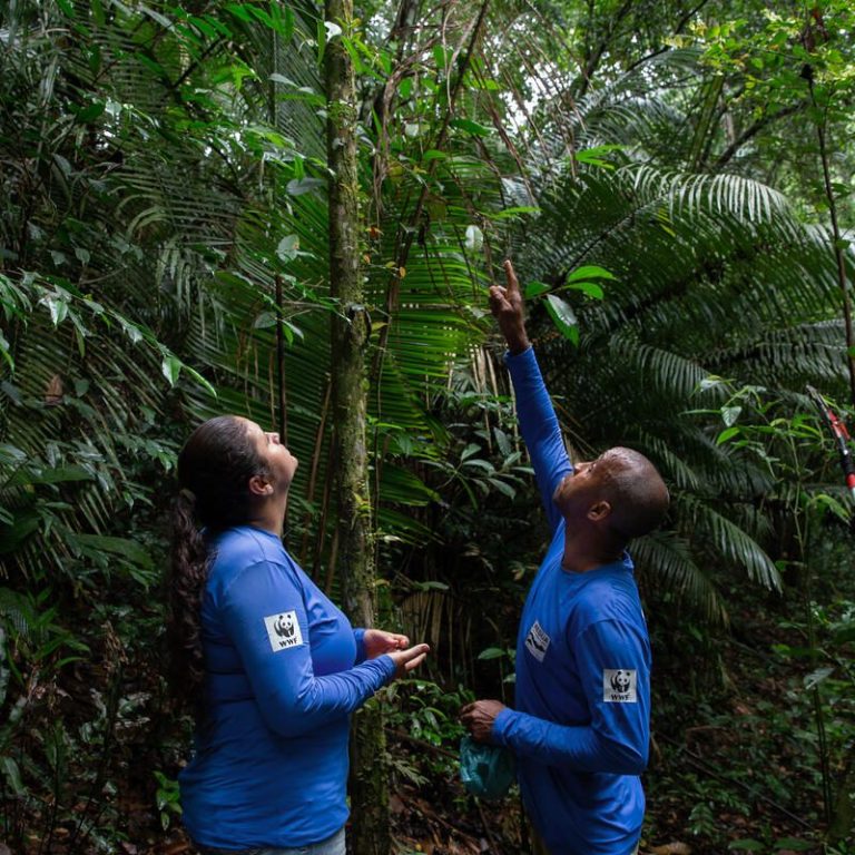 Enciclopedia degli animali: bradipo - WWF - Panda Club