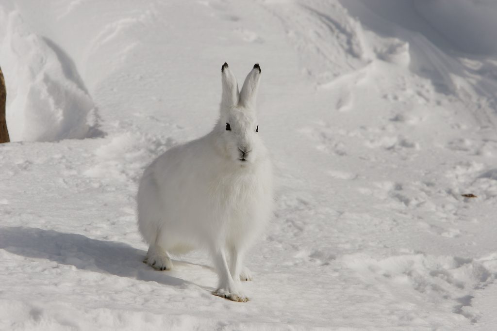 Animali dell’Artico: vita nel ghiaccio e nella neve - WWF - Panda Club
